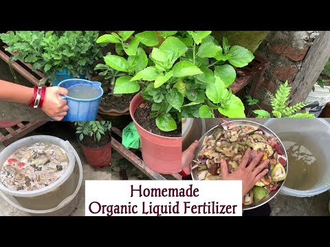 How to make homemade organic liquid fertilizer| Sita's home terrace ...