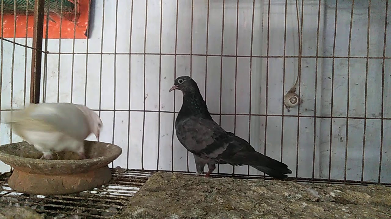 Arabian trumpeter pigeon (বাশিরাজ) - YouTube