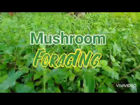 Edible Mushroom Foraging- Kurakding (Common Split- gill) #kurakding # ...