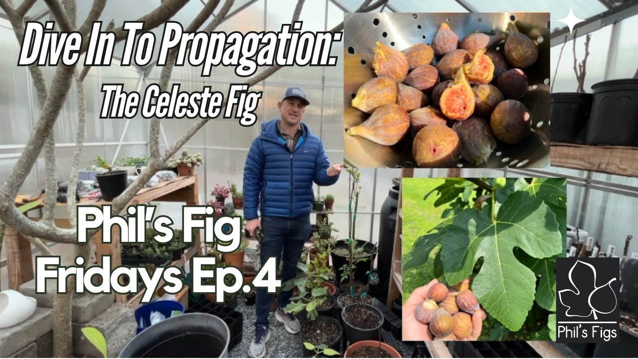 Over 80 Varieties of figs, and I still grow at scale, the Celeste Fig - YouTube