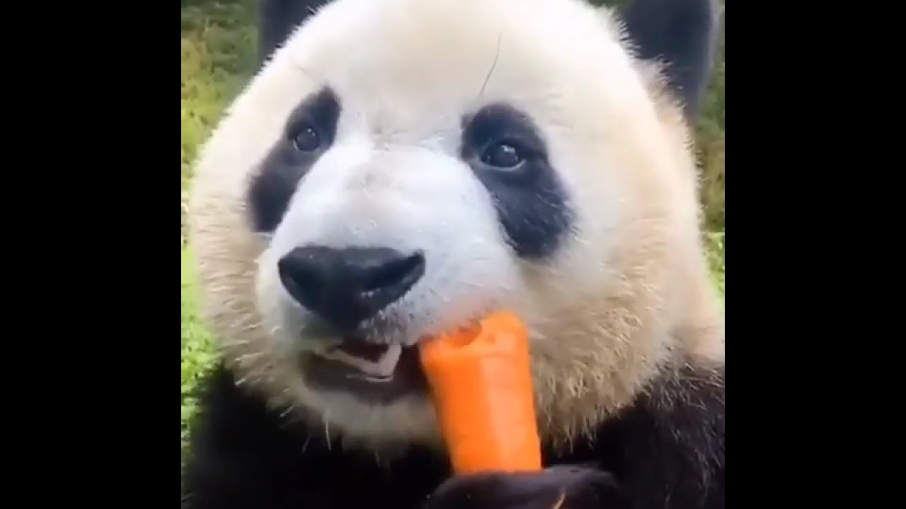 panda eating a carrot - YouTube