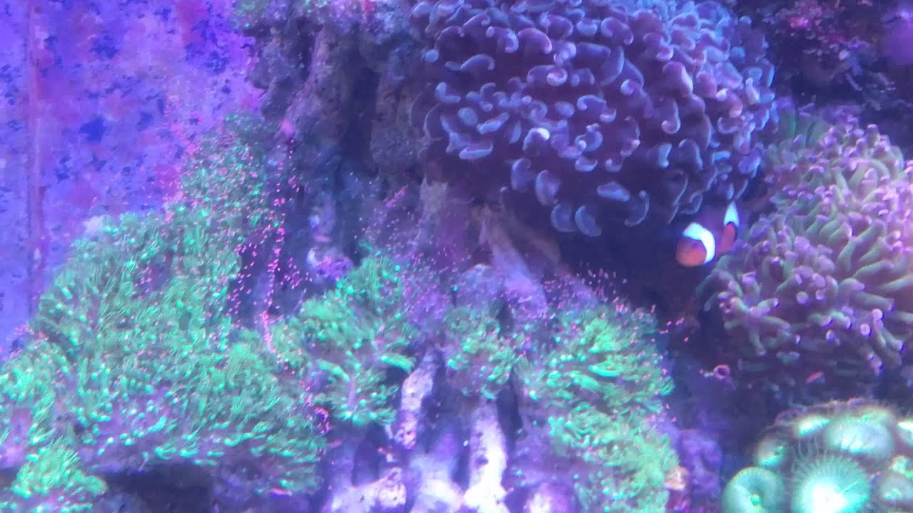 GSP Green Star Polyp 3 years Old SPAWNING - YouTube