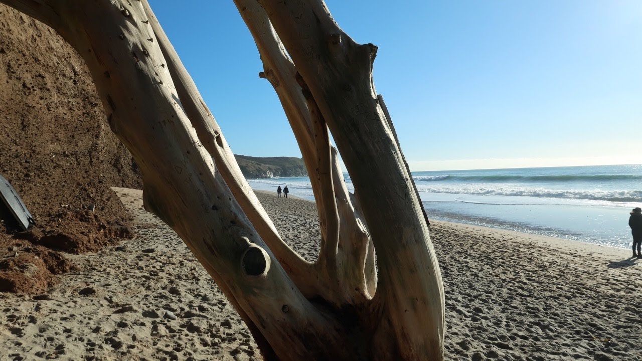 Is that a 'beach' tree? Our visit to Praa Sands, Cornwall - YouTube
