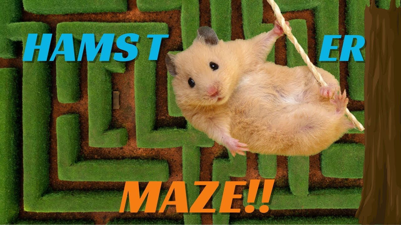HAMSTER IN MAZE CHALLENGES - YouTube