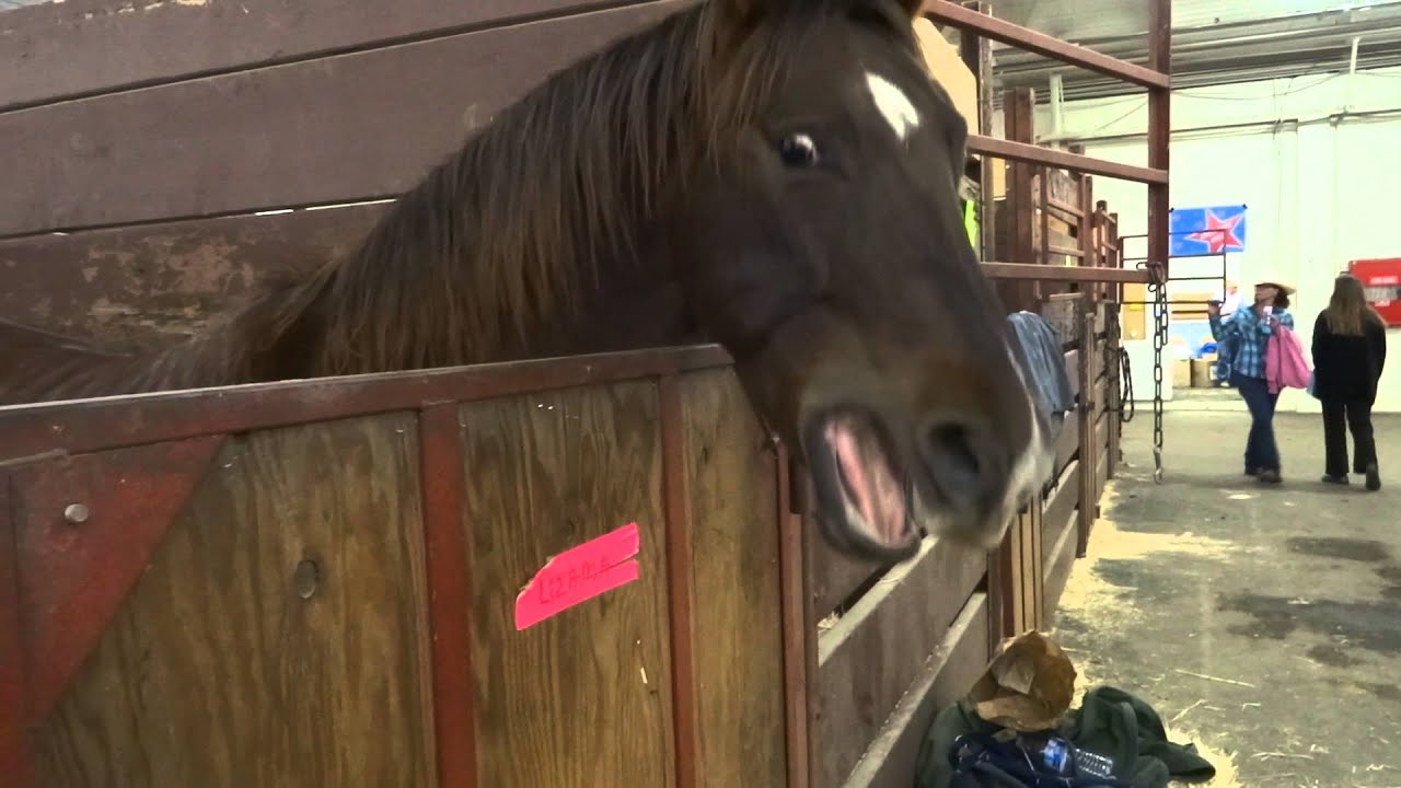 A horse neighing , Clip 1 - YouTube