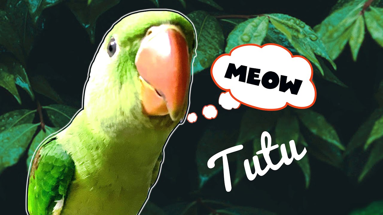 Baby Parrot Talking | Funny Talking Bird - YouTube