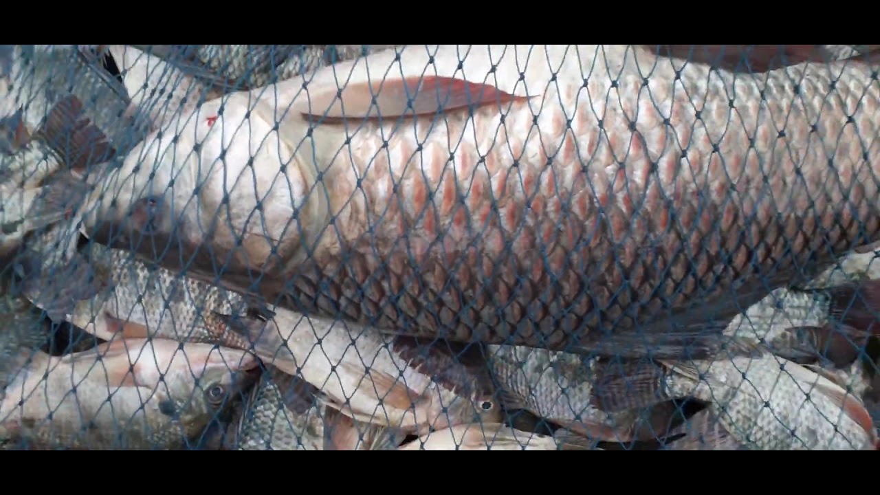 BIG FISH...OOO - YouTube