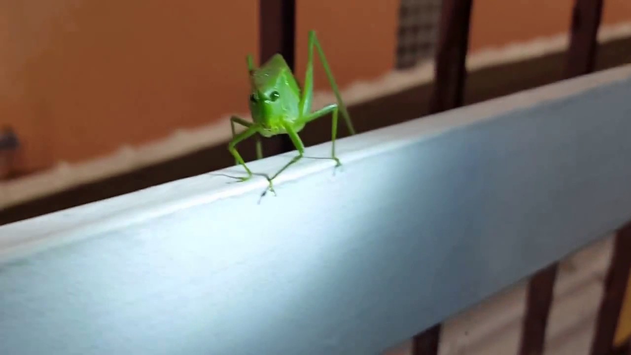 Inseto Esperança - YouTube