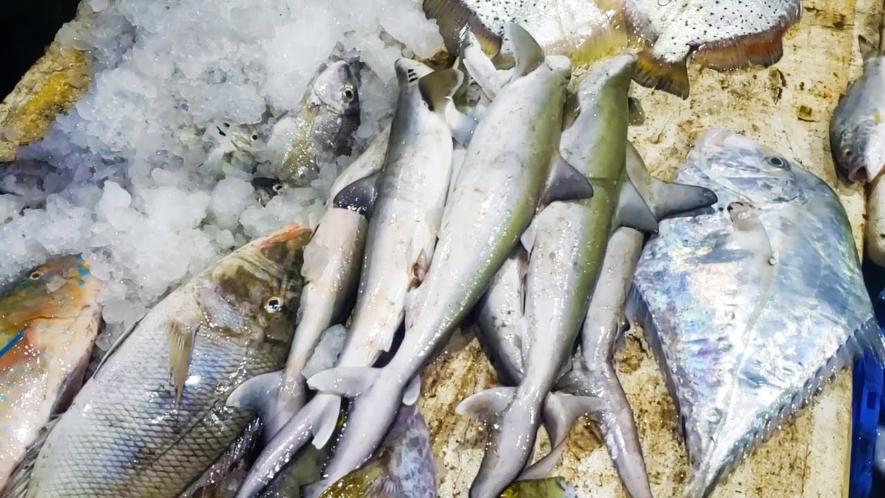 SRI LANKA'S BIGGEST FISH MARKET | SEA FOOD SRI LANKA | BIG TUNA - YouTube