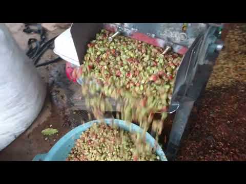 Proses penggilingan kopi basah pisah kulit 80% kulit kopi terpisah.