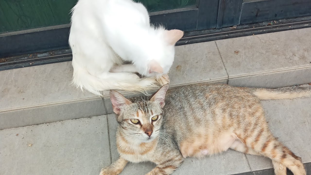 Today Cats & kittens are 659 and 564 & 513 & 507 & 500 & 409 & 335 ...