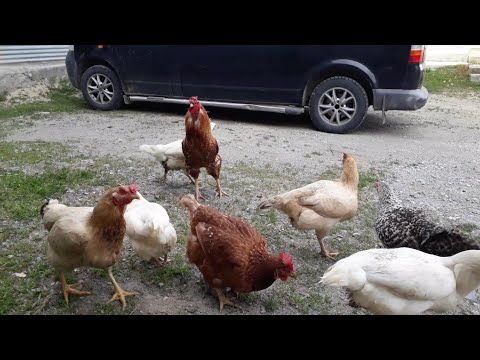 Köyde Tavuk Beslemek Harika Tavuklar  Sohbet