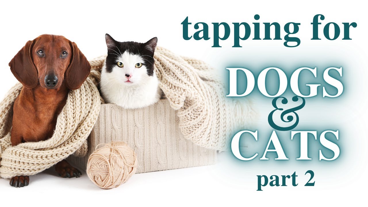 Tapping for Dogs & Cats Part 2 - YouTube