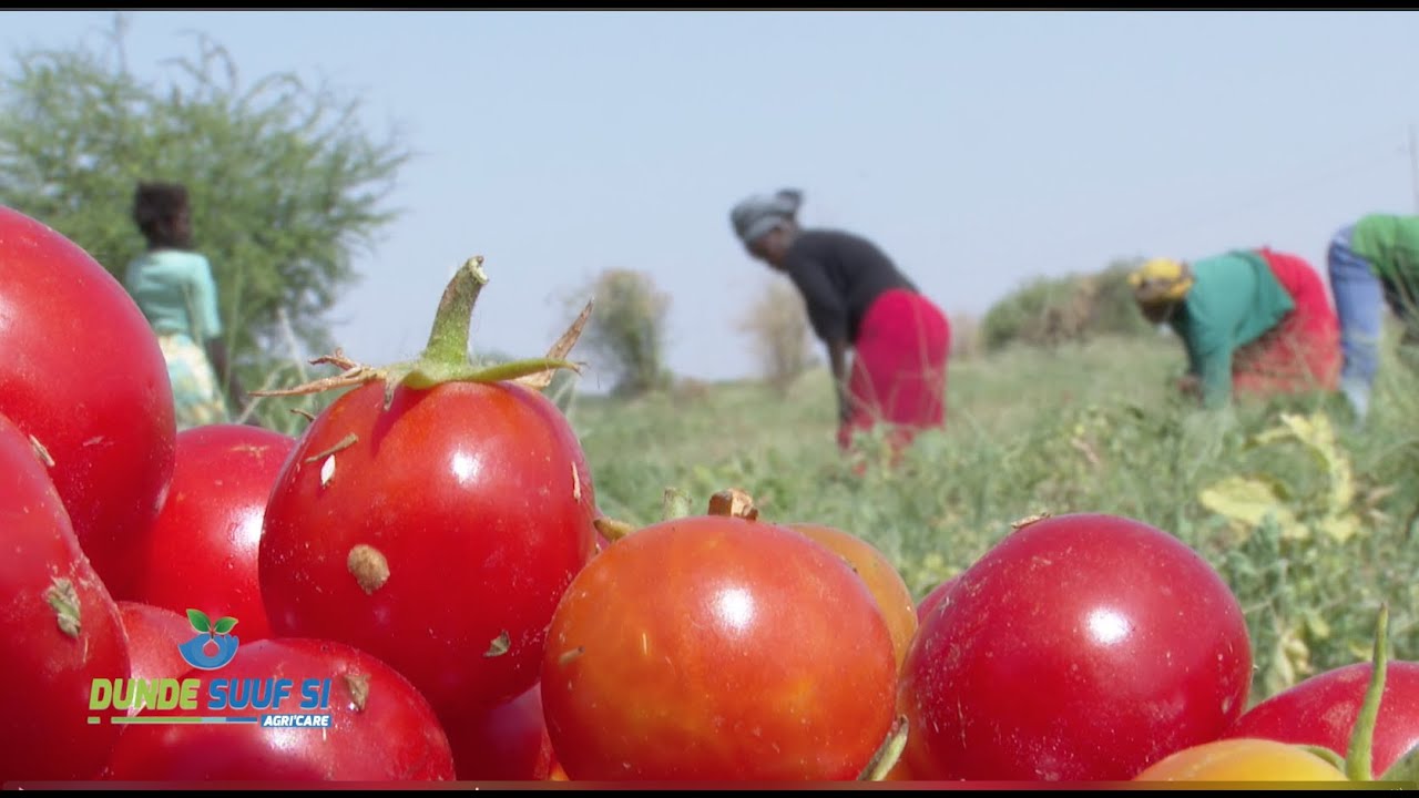 L'AGRICULTURE AU SENEGAL : CULTURE DE LA TOMATE - YouTube
