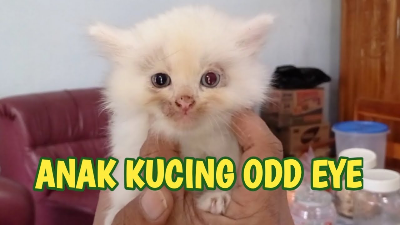 ANAK KUCING ODD EYE - BEDA WARNA MATA - YouTube