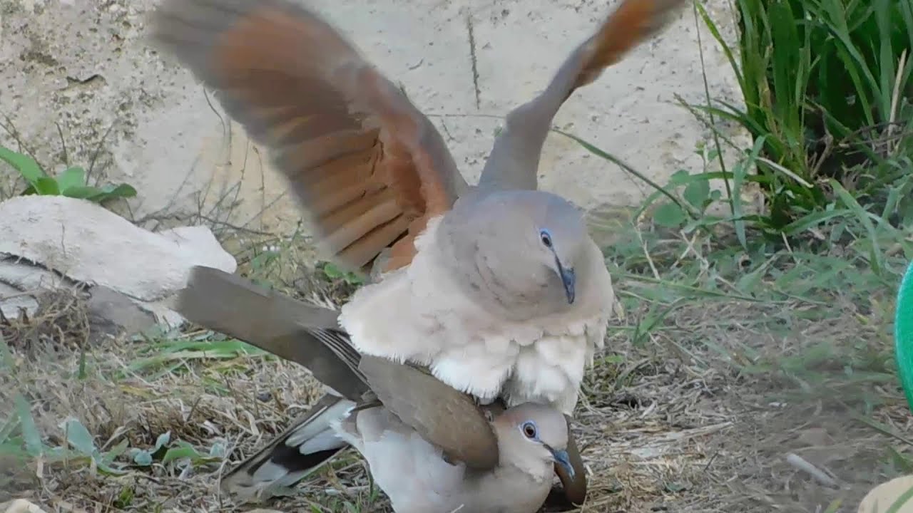 White Tipped Doves Courtship & Mating Behavior - YouTube
