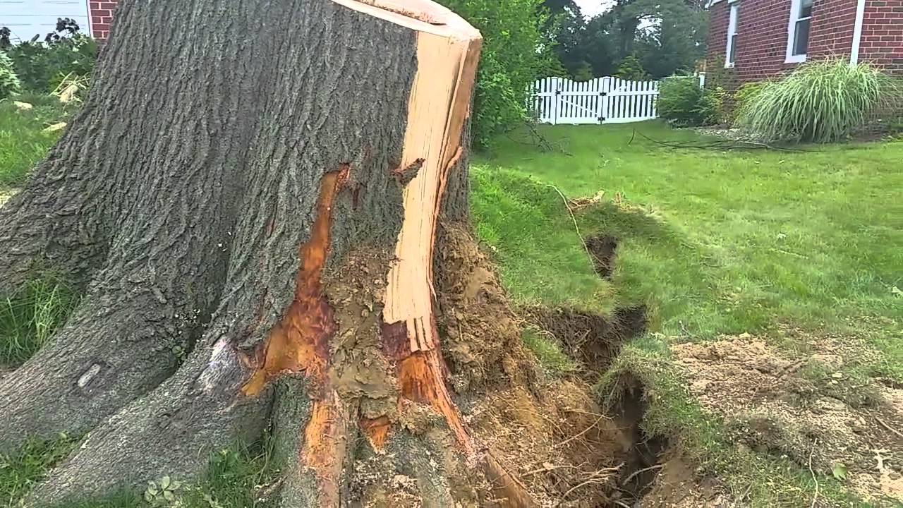 storm SNAPPED TREES - YouTube