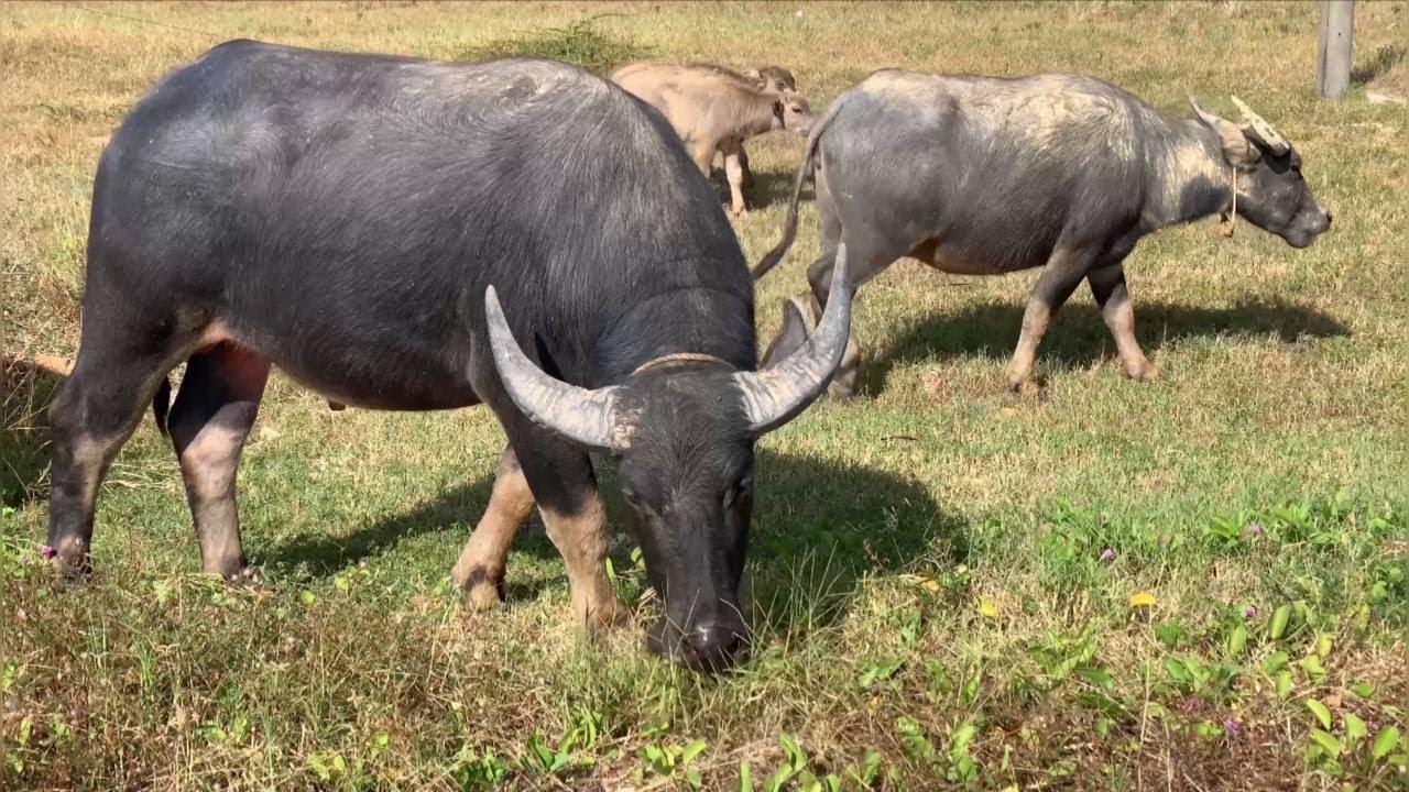 ANIMALS VIDEO | Raising Buffalo Allows Buffalo To Aat Buffalo Calves ...