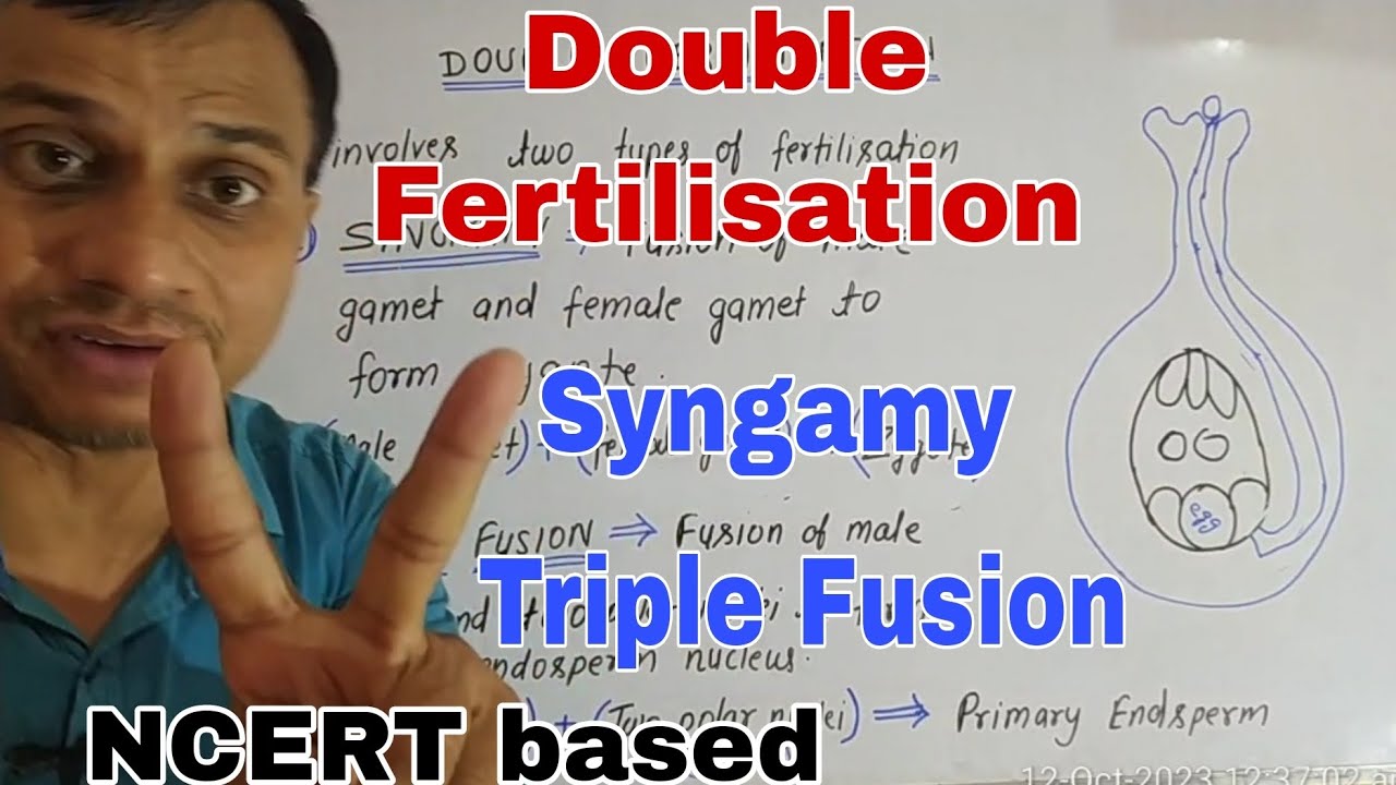 Double fertilisation, Syngamy and triple fusion - YouTube