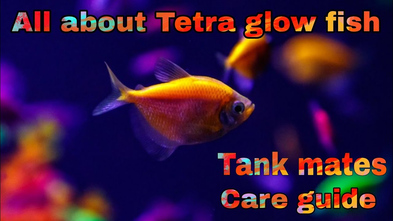 glow fish | tetra glow fish in aquarium | all about Tetra glow fish and care guide #fish # ...