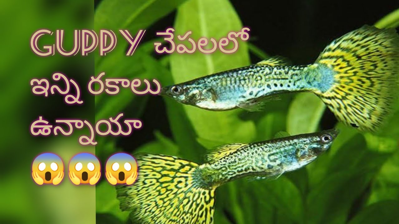 Different type's of guppy fish name's with phots - YouTube