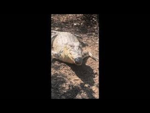 BRUTUS the Boss Croc of the Adelaide River NT - YouTube