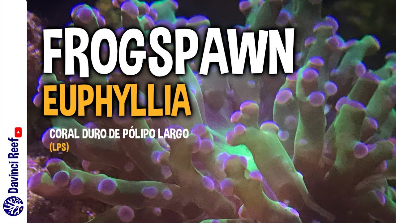 Coral Frogspawn - Euphyllia Cuidados, parámetros y consejos - YouTube