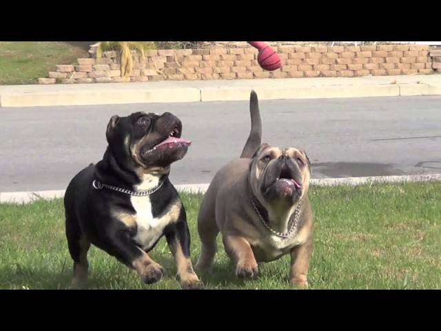 Blue Legacy Exotic Bullies