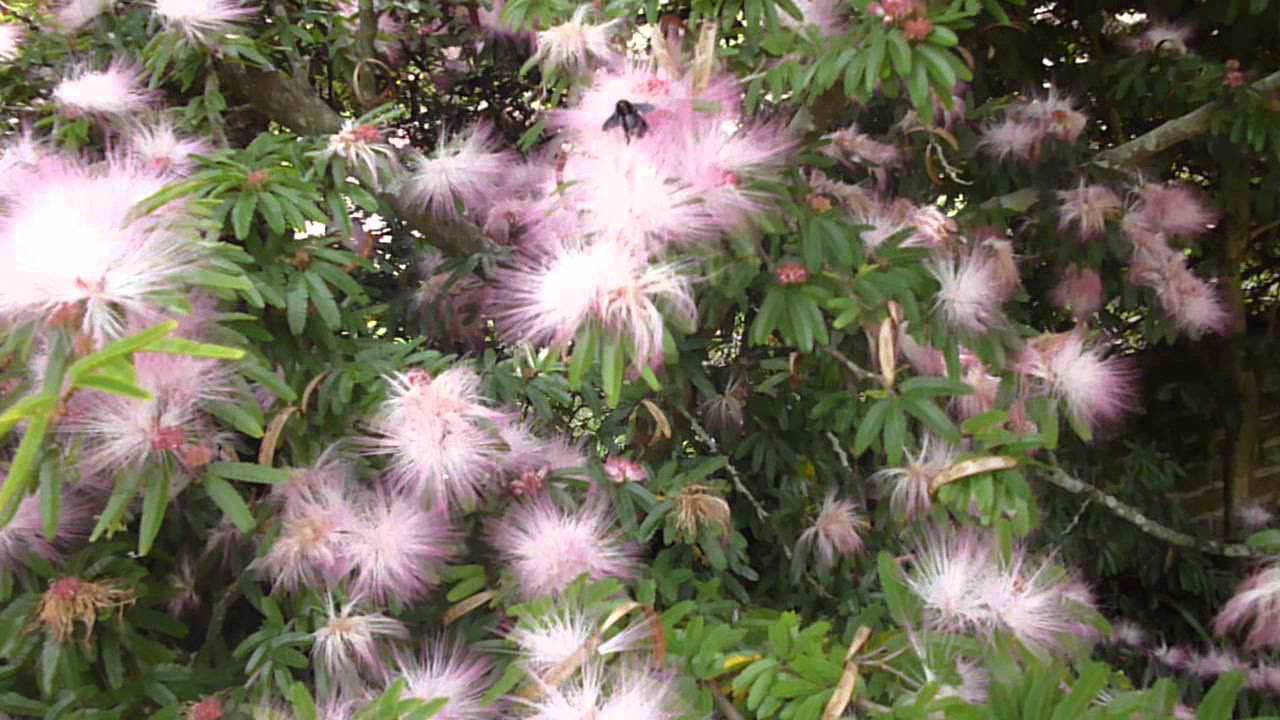 Plumerillo rosado en flor (calliandra rosa) - YouTube