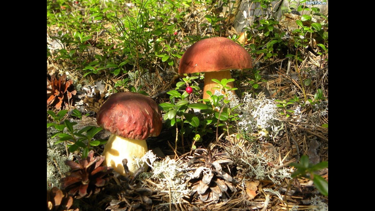 Grzyby 2015 + Prawdziwki(Borowiki Szlachetne) #Shorts Odc. 10 - YouTube