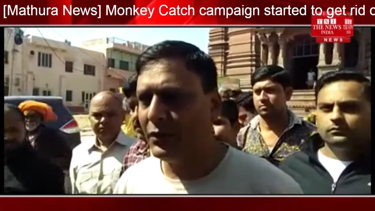 [Mathura News] Monkey Catch campaign started to get rid of monkeys ...