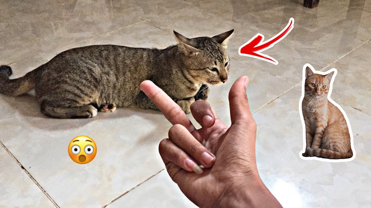 Animal cat | Cat pet So Cute Cat amazing Cat | Cat pich - YouTube