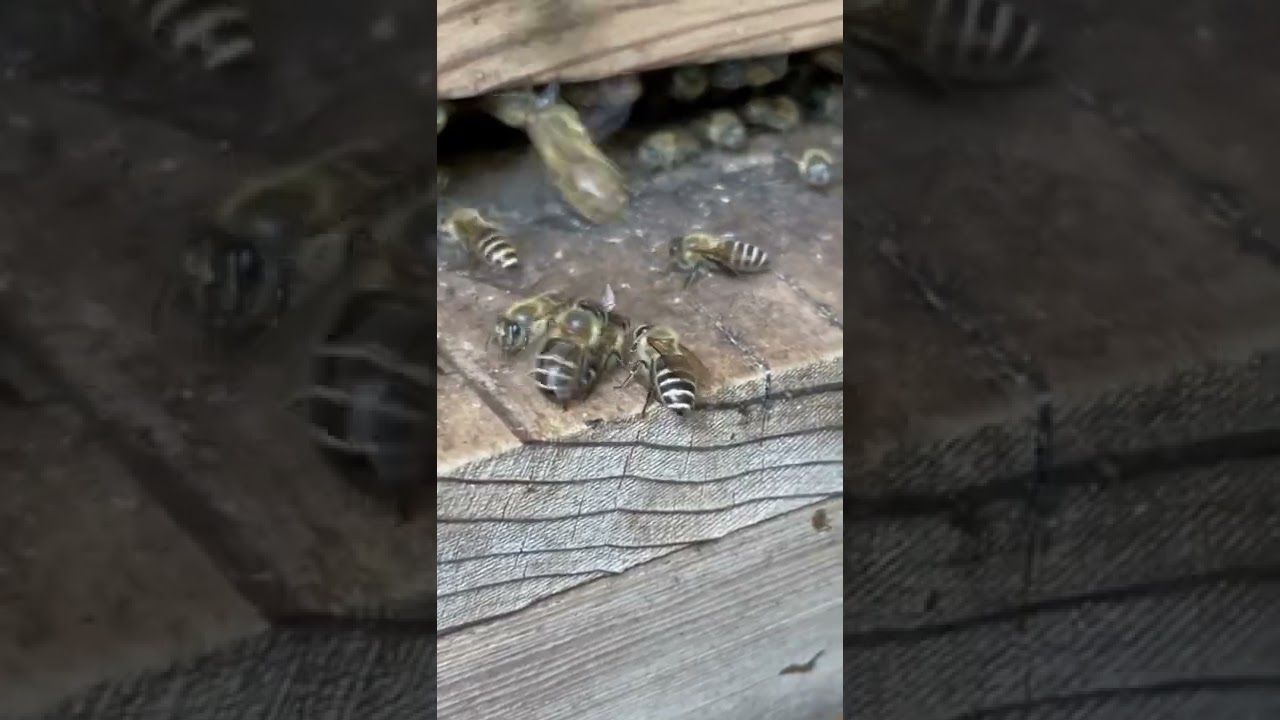 Honey bees are fighting! Why? - YouTube