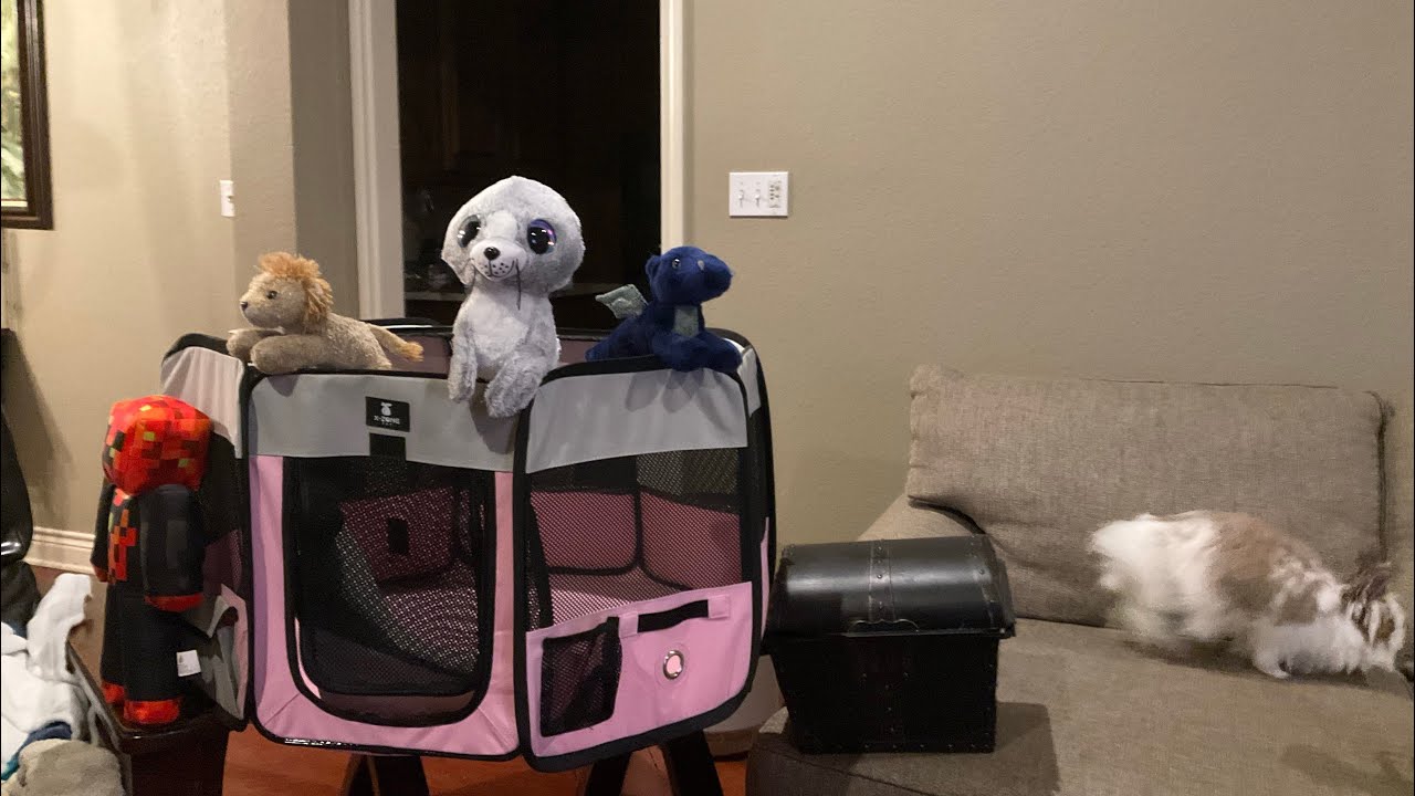 My bunny defeated another video game boss… - YouTube