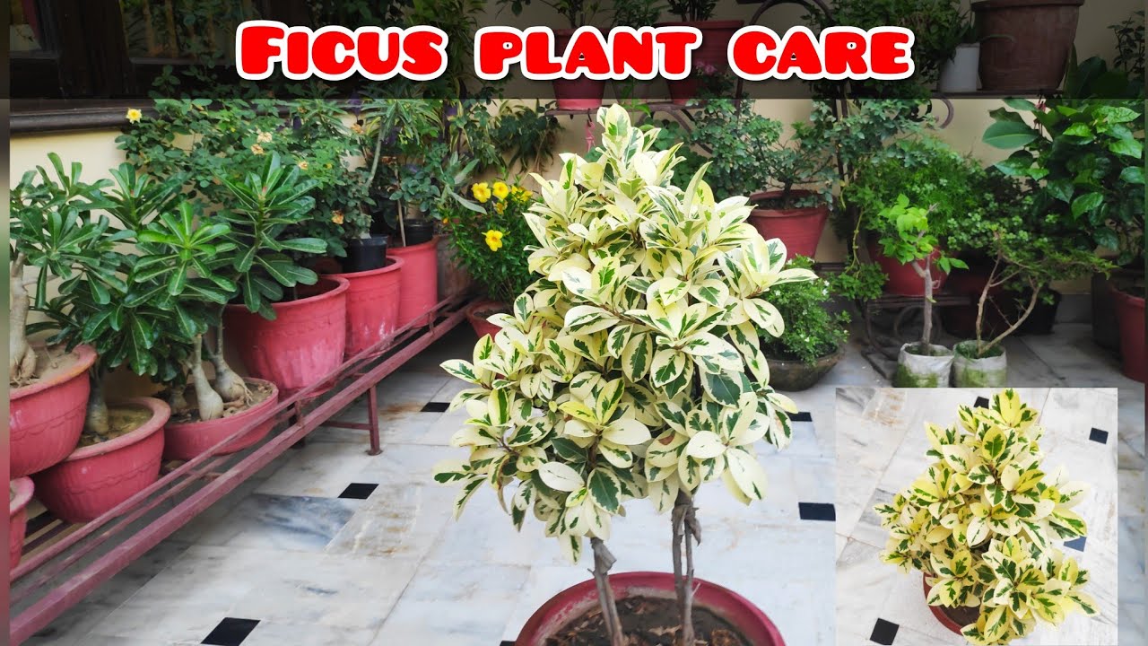 Care of Starlight ficus, ficus paudhe ki dekhbhal aur propagation - YouTube