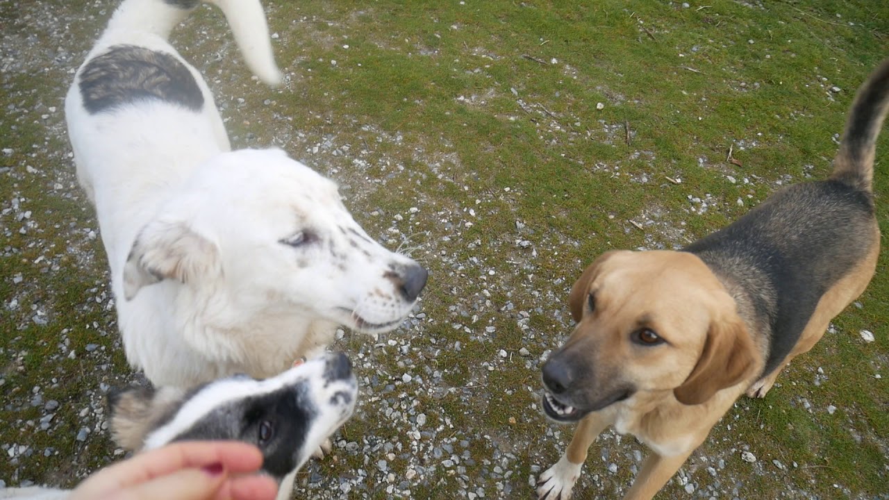 Lessie Video - YouTube