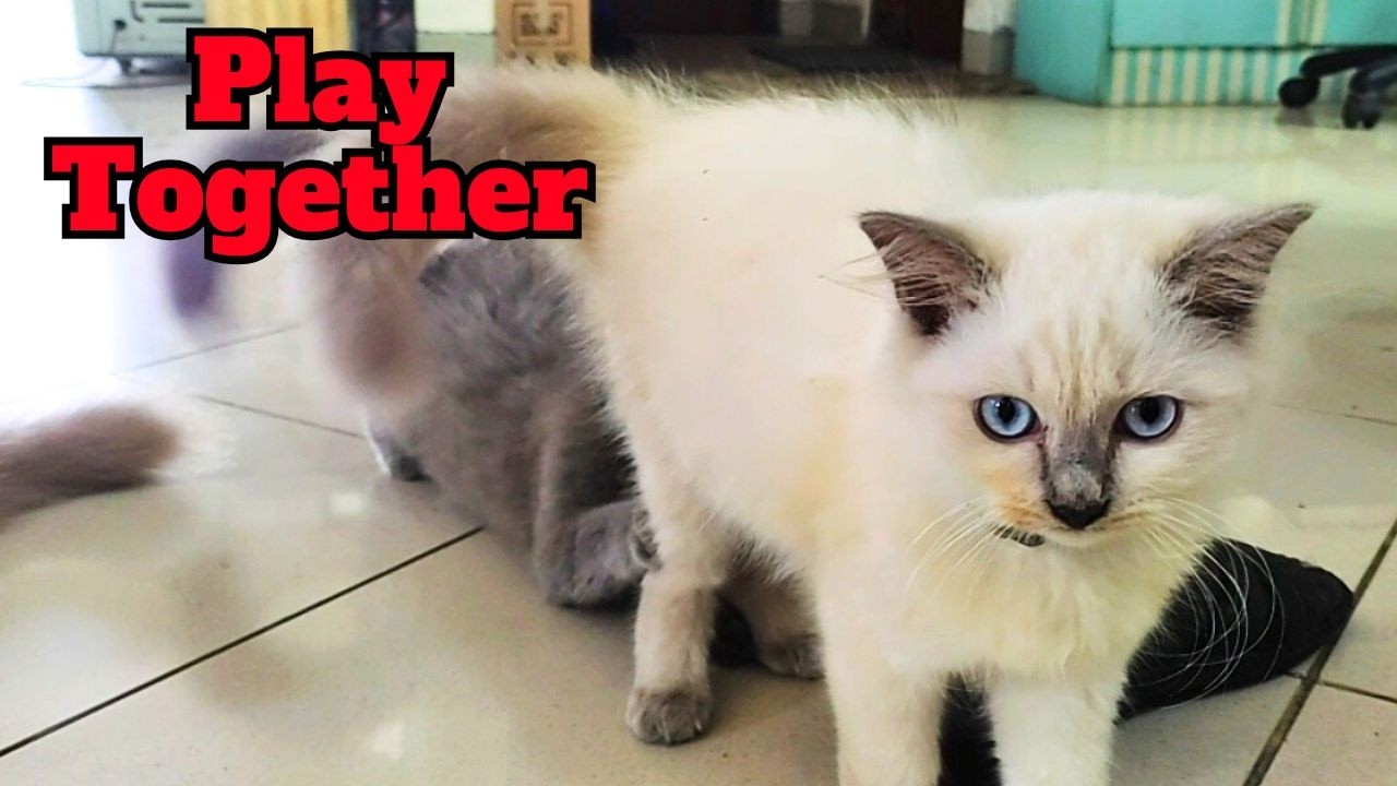 The Joy of Play: Mom Cat & Kittens Bonding Through Fun! - YouTube