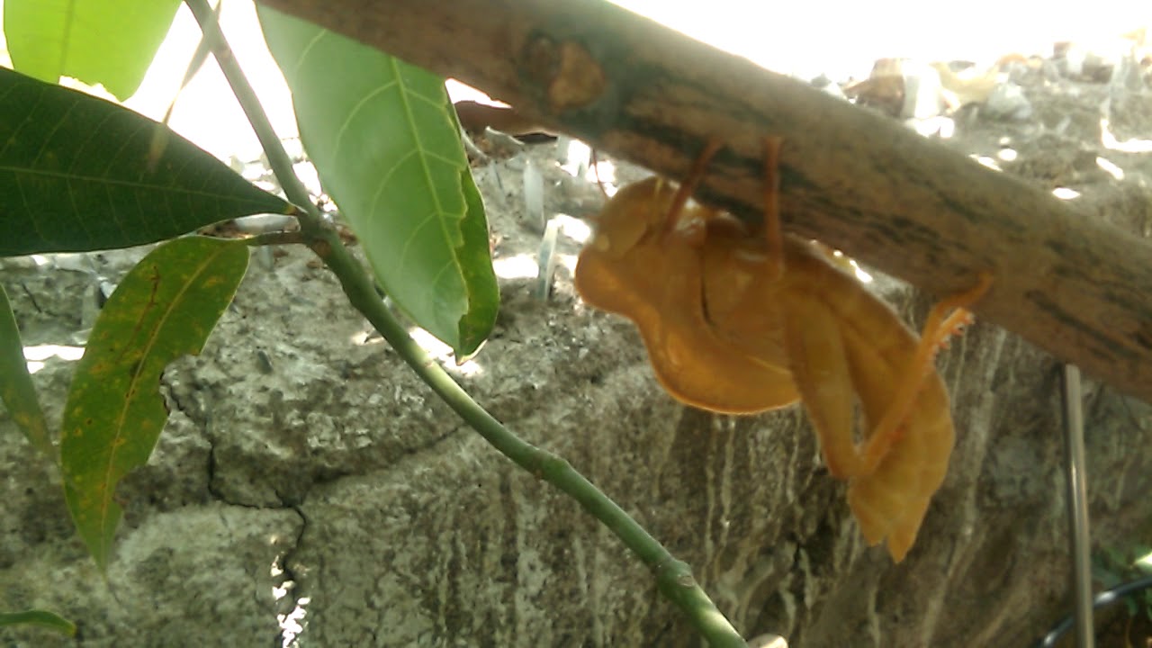 Hooded grasshopper Teratodes monticollis - YouTube