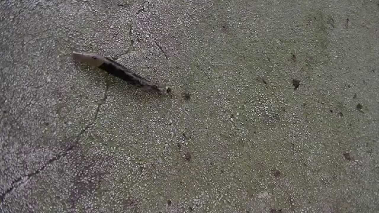 Sprinting Slug - YouTube