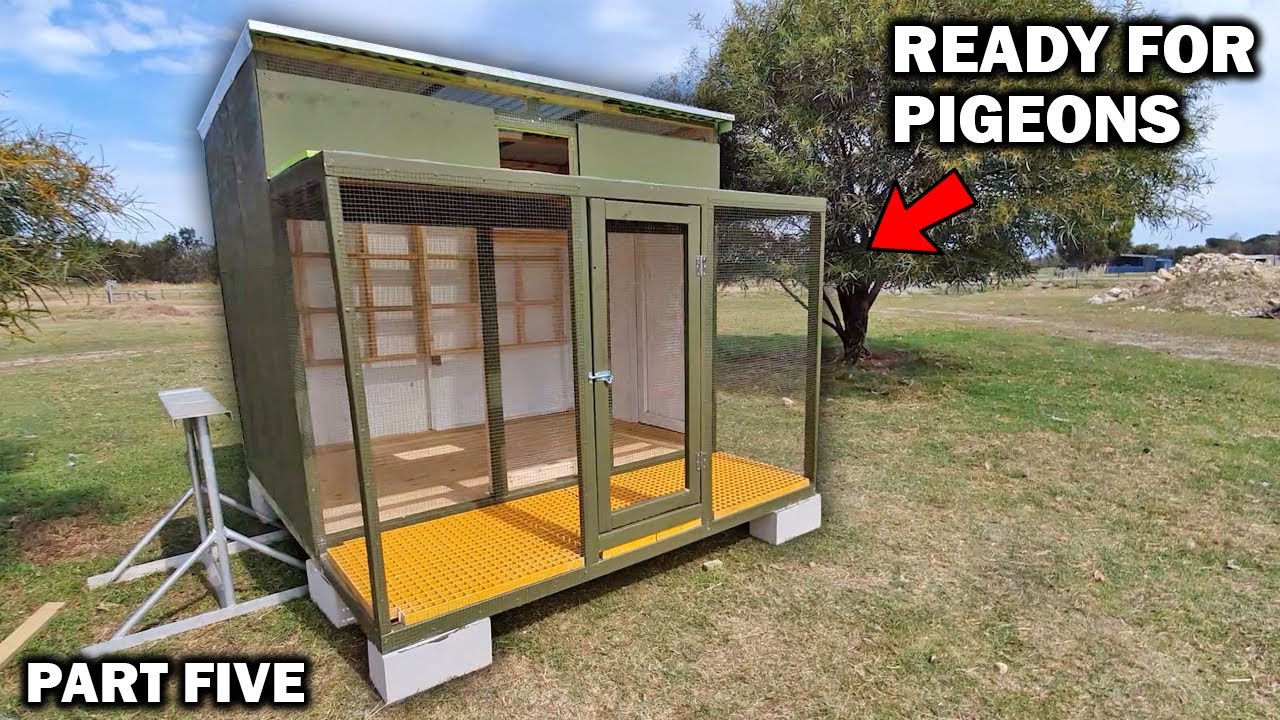 LOFT Is READY For PIGEONS! - YouTube