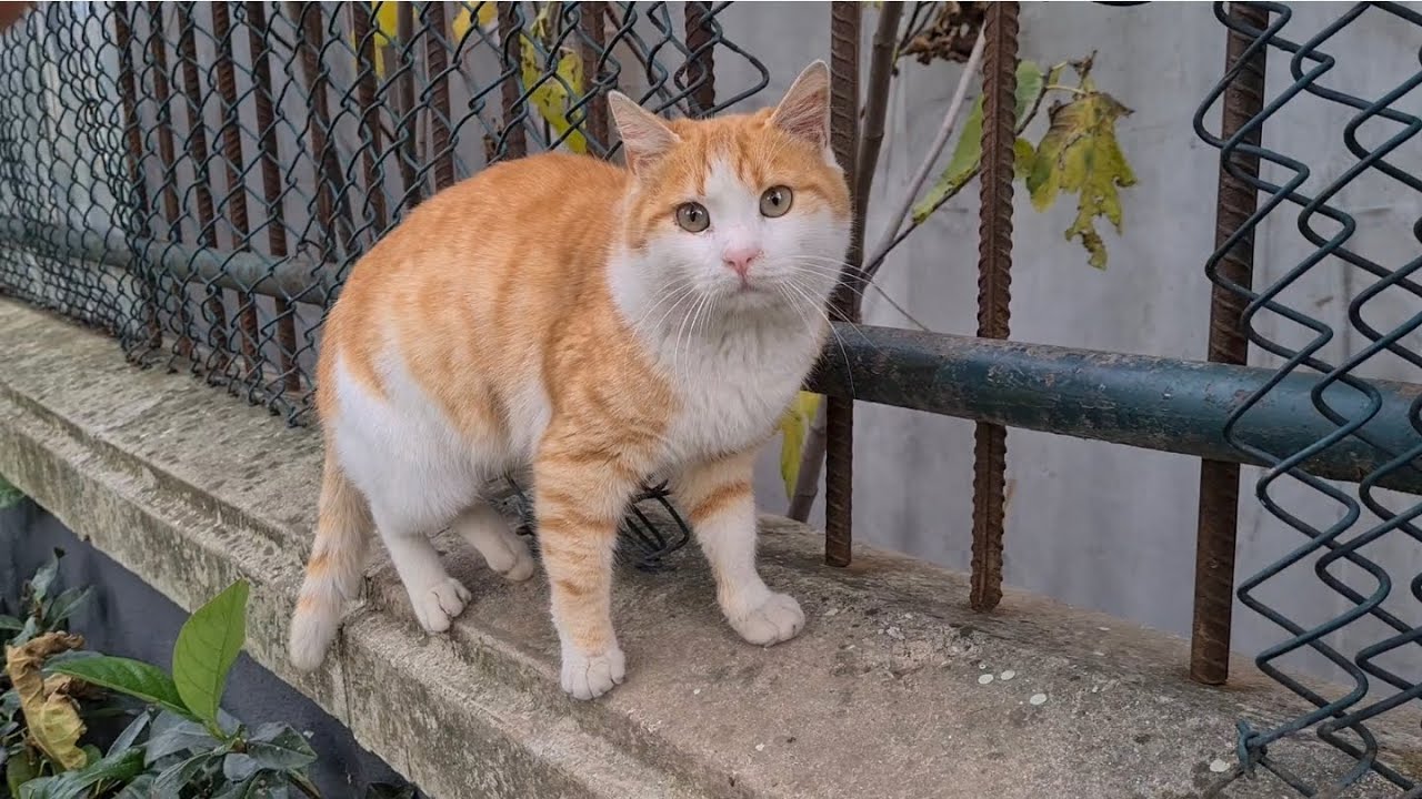 Handsome orange tomcat with adorable eyes. - YouTube