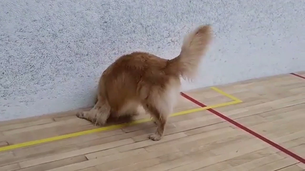 SQUASH. These dogs love squash! - YouTube