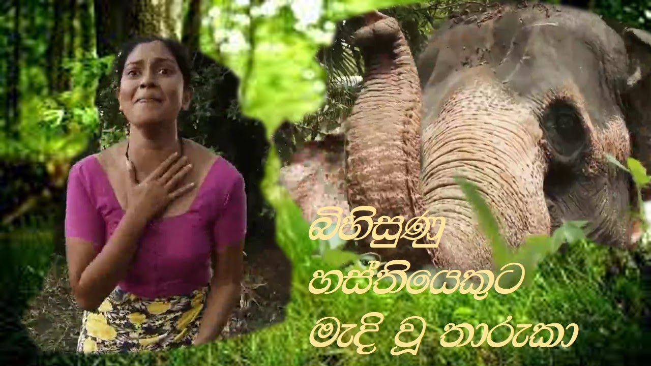 ගජමුතු යාය | Gajamuthu Yaya - Official Trailer - YouTube