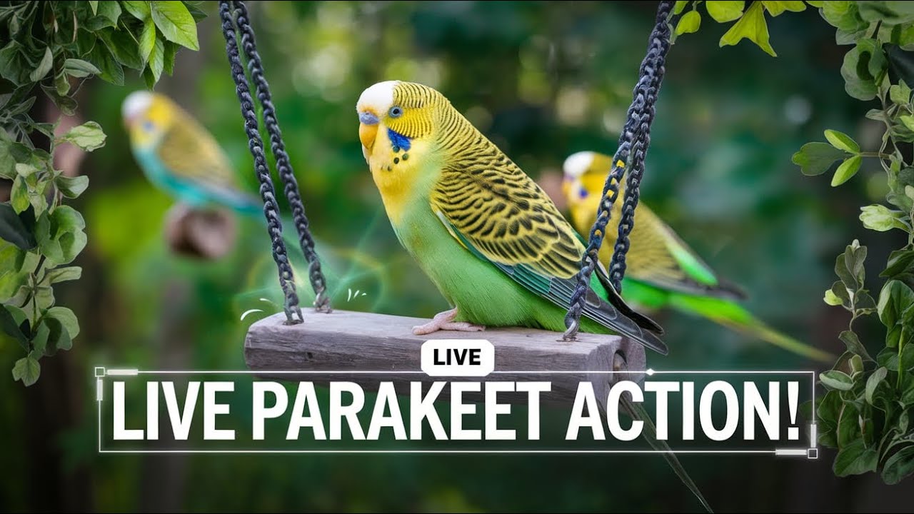 Live parakeet action | Australian parrots live | parrots live | animals ...