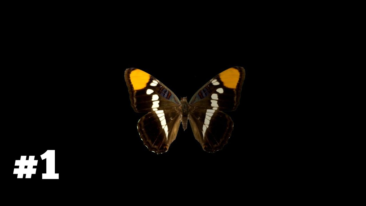 Butterfly | Giant Butterfly Black Screen | 6 Types of butterfly | 4k ...
