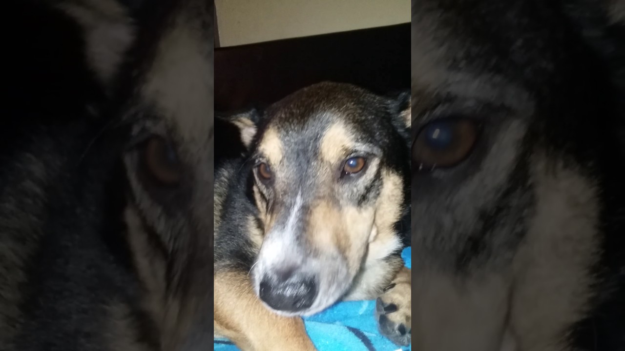 Dog interview - YouTube