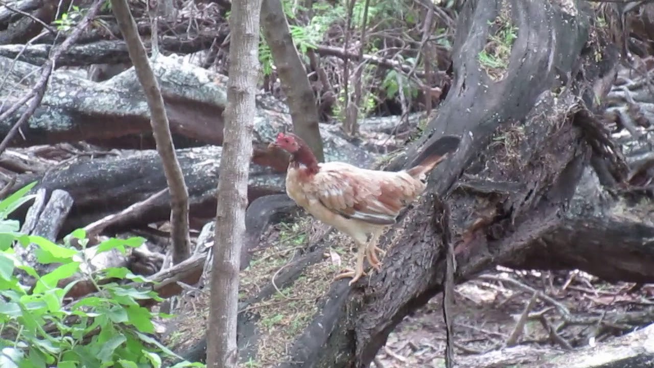 Maui Rooster in an Acacia Tree - YouTube