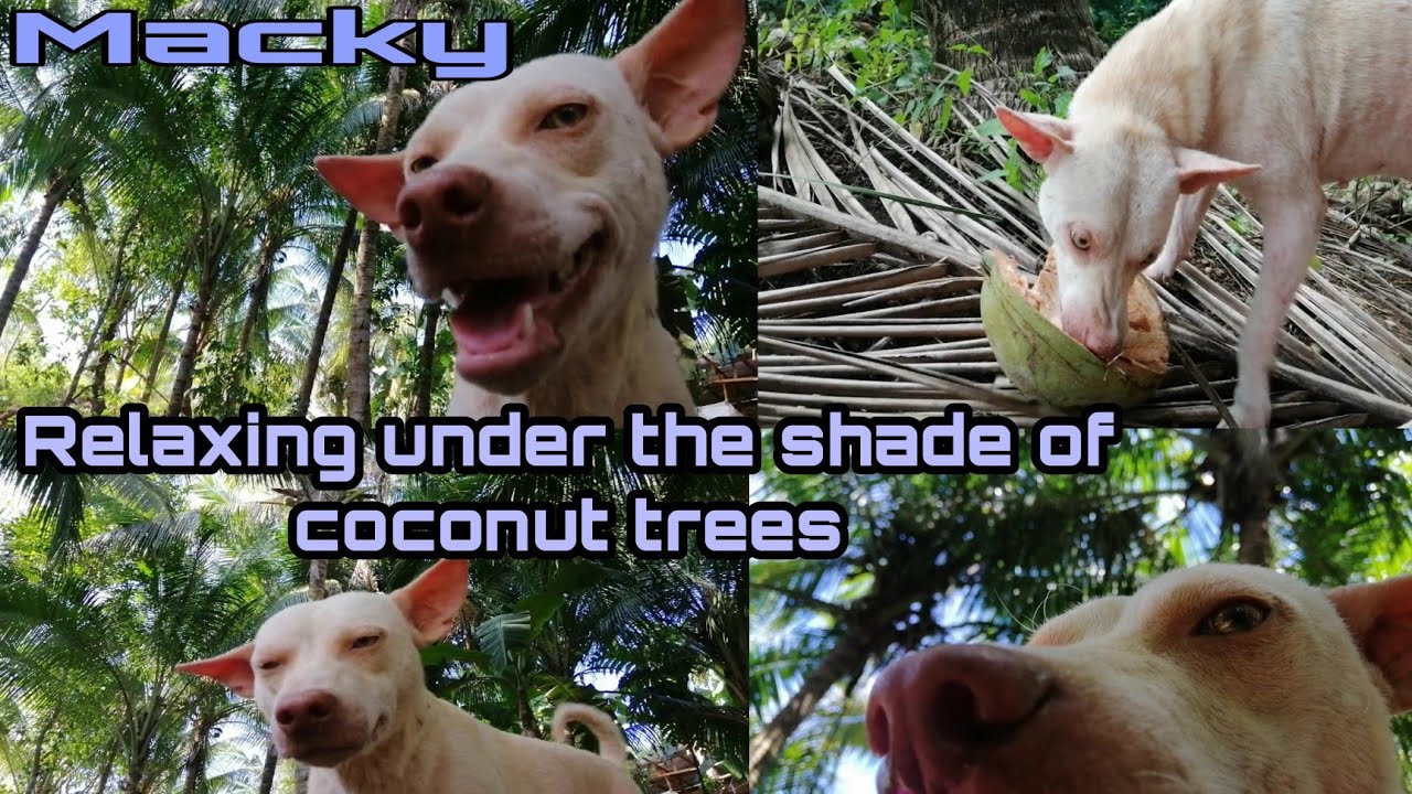 dog macky relaxing under the shade of the coconut tree. - YouTube