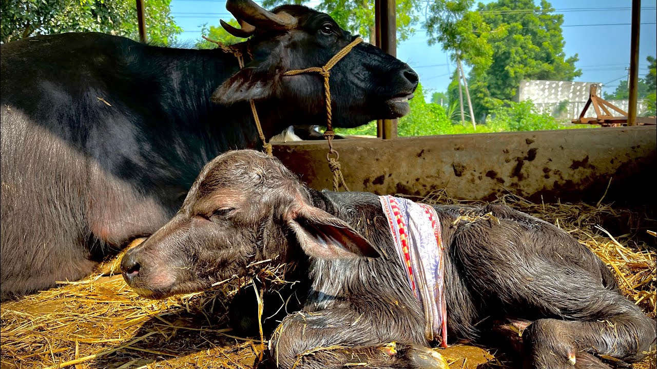 New Born Buffalo Calf | Baby Buffalo | New Born Baby Buffalo | Buffalo ...