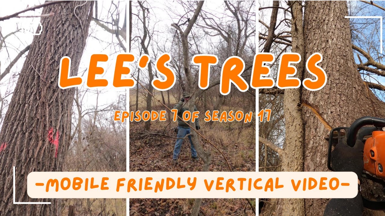 Lee's Trees - episode 7 of season 17 #logging #trees #action - YouTube